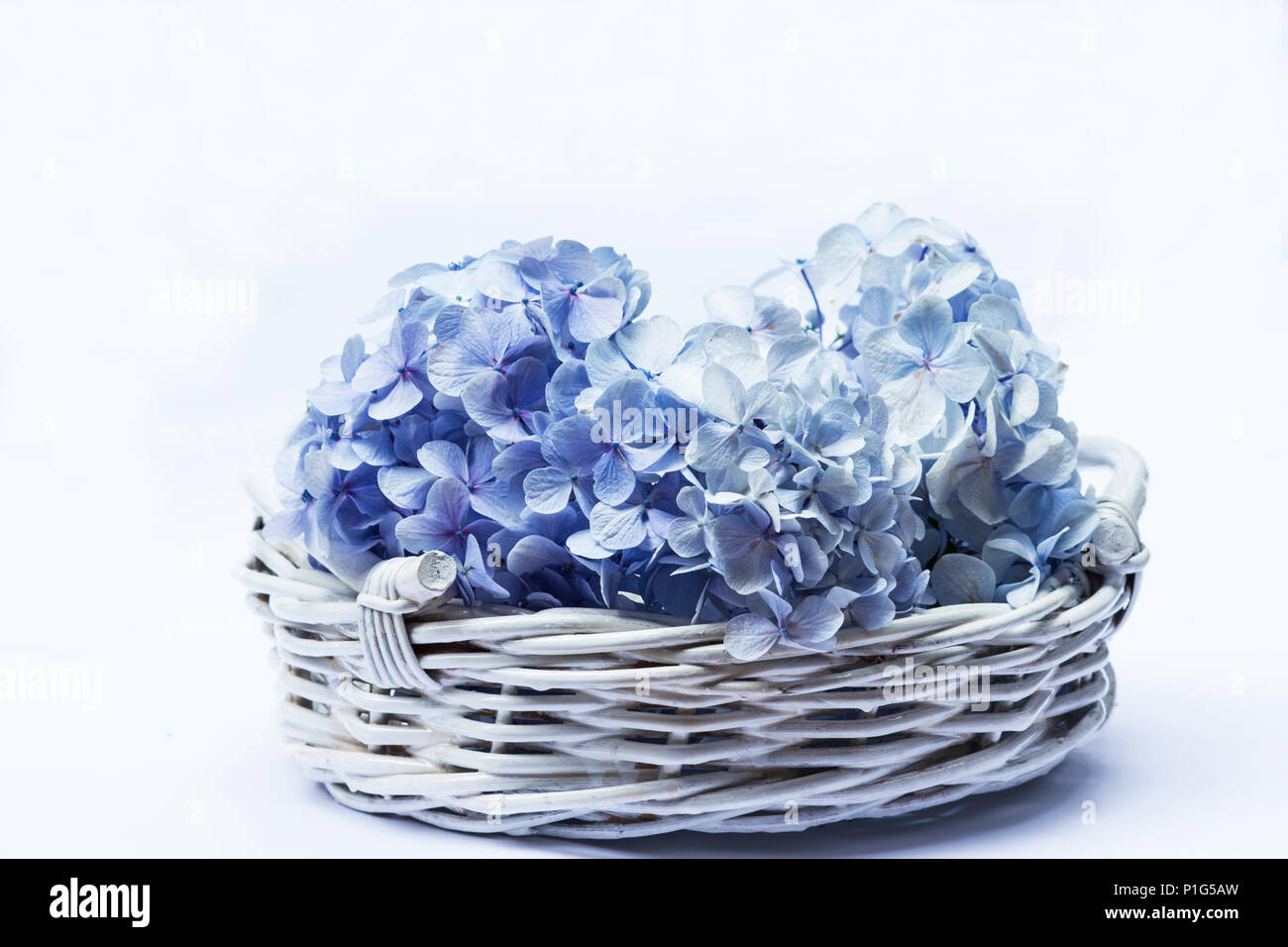 Hydrangeas basket hi-res stock photography and images - Alamy