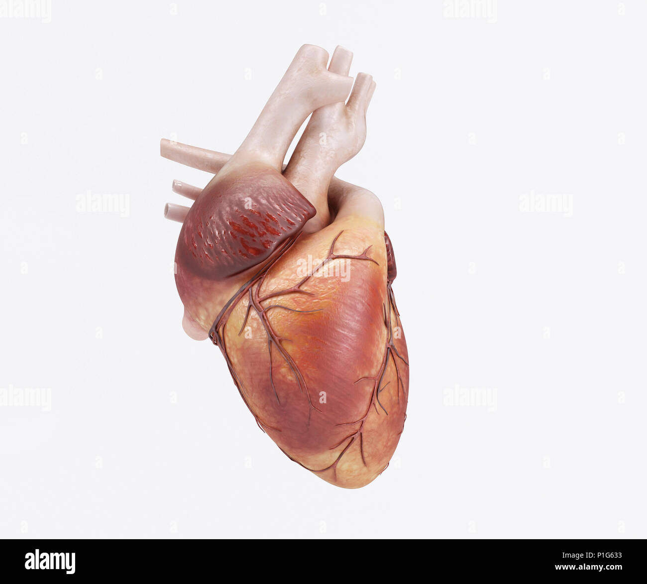 Healthy human heart hi-res stock photography and images - Alamy