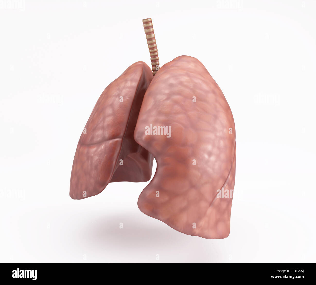 Healthy lung tissue hi-res stock photography and images - Alamy