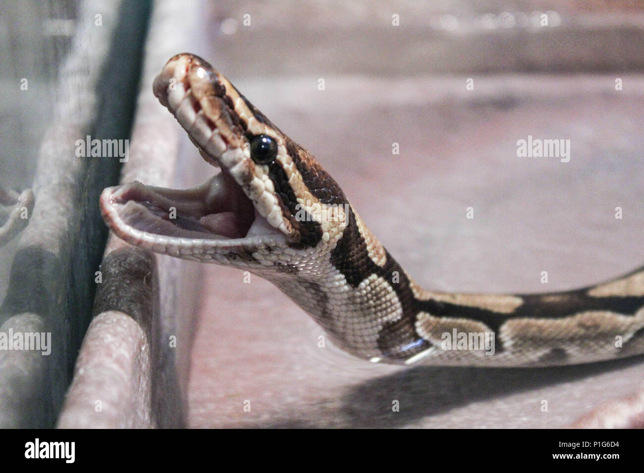 Snake teeth hi-res stock photography and images - Alamy
