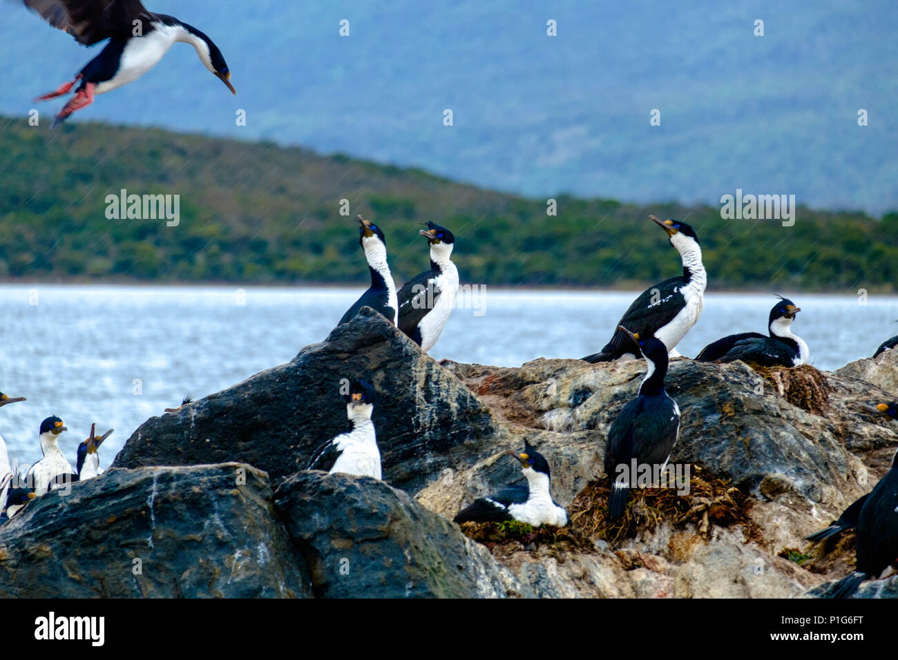 Flying beagle hi-res stock photography and images - Alamy