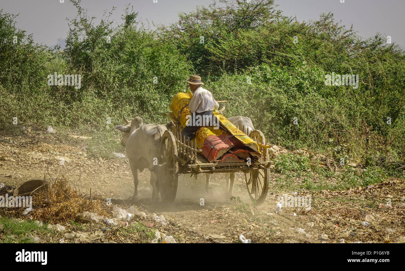 Farmer riding ox cart hi-res stock photography and images - Alamy
