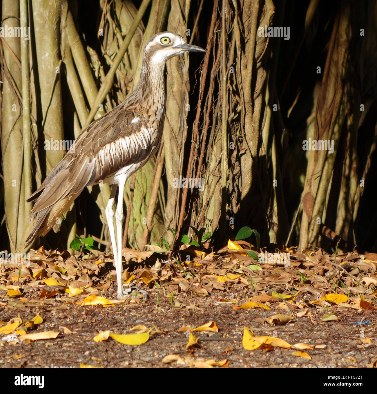 Bush stone curlew queensland australia hi-res stock photography and ...