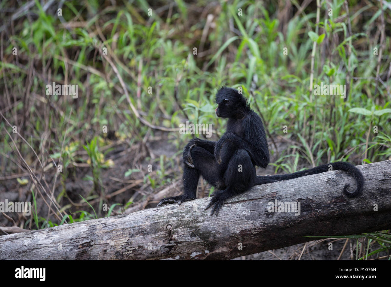 Ateles spp hi-res stock photography and images - Alamy