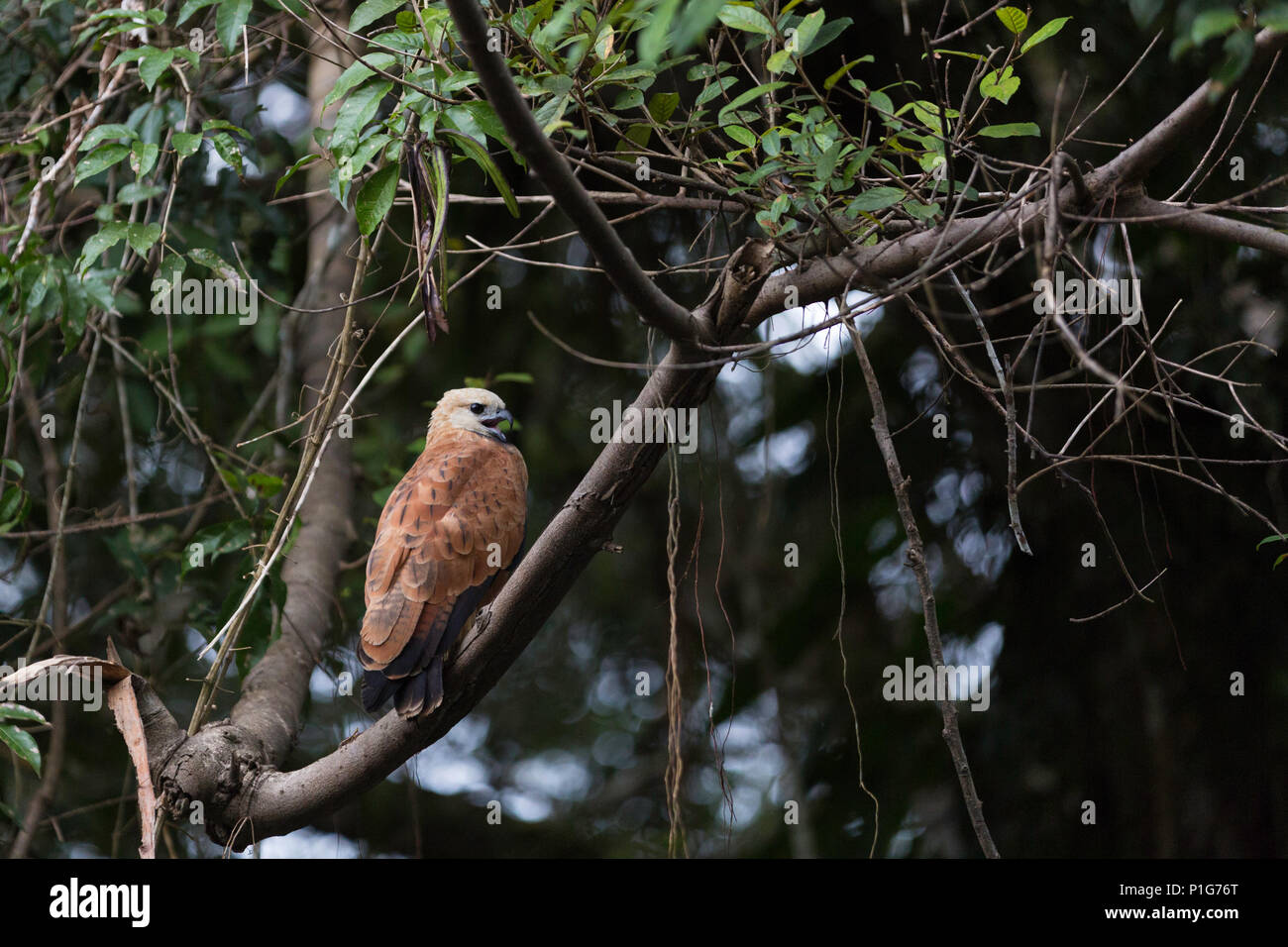 Adult black-collared hawk, Busarellus nigricollis, Amazon National Park ...