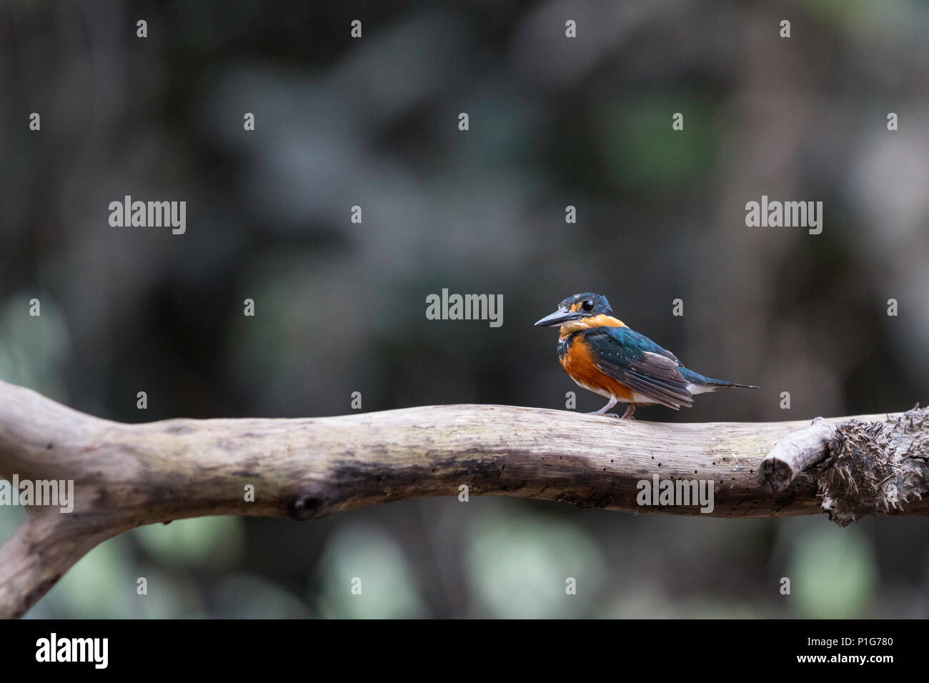 Horizontal bird birds hi-res stock photography and images - Alamy