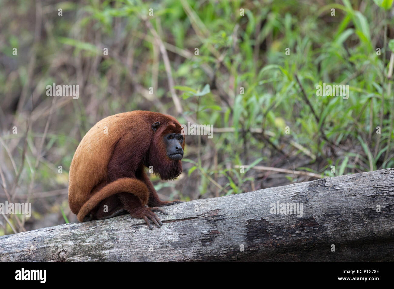 Primate of peru hi-res stock photography and images - Alamy