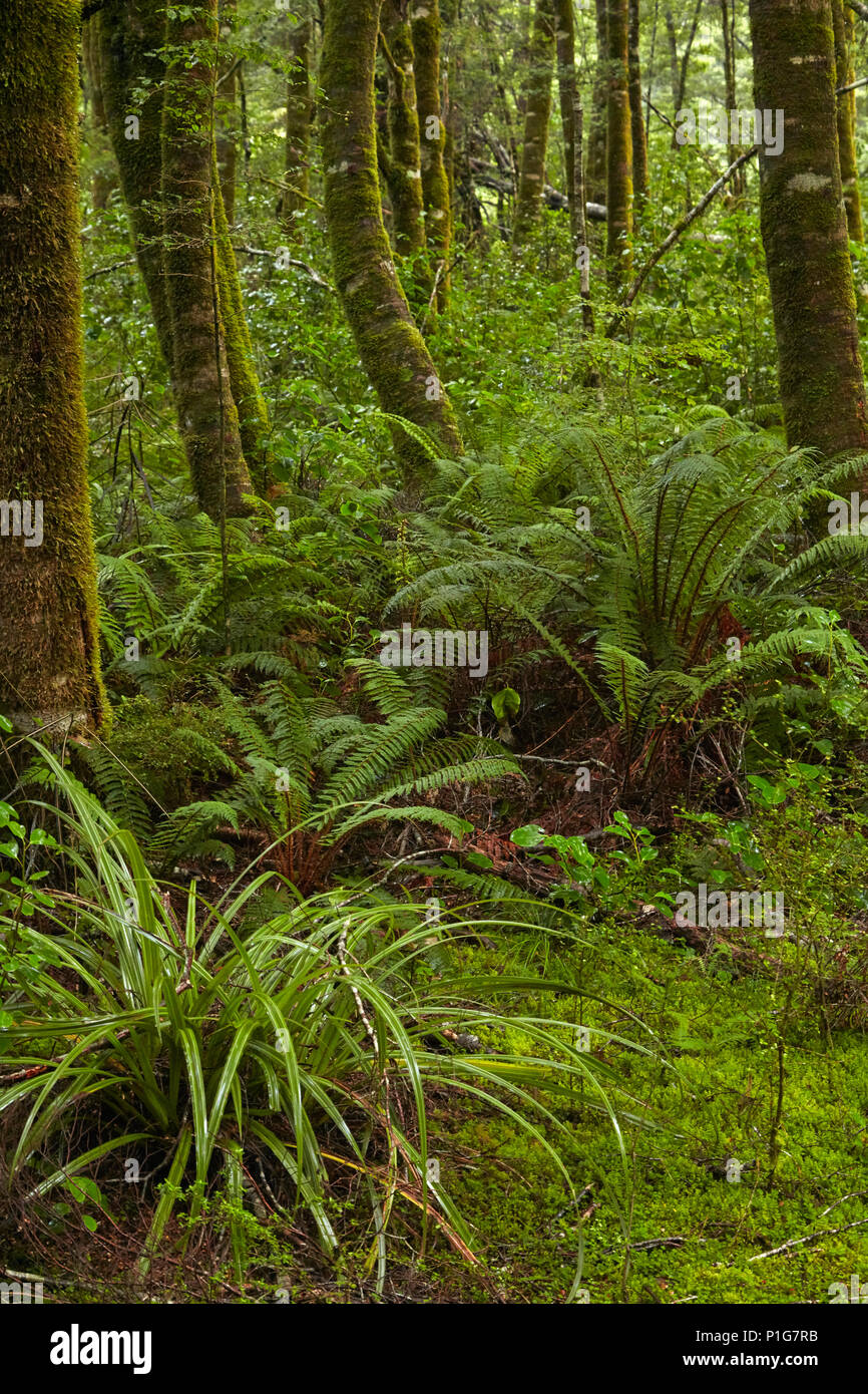 Nz native fern hi-res stock photography and images - Alamy