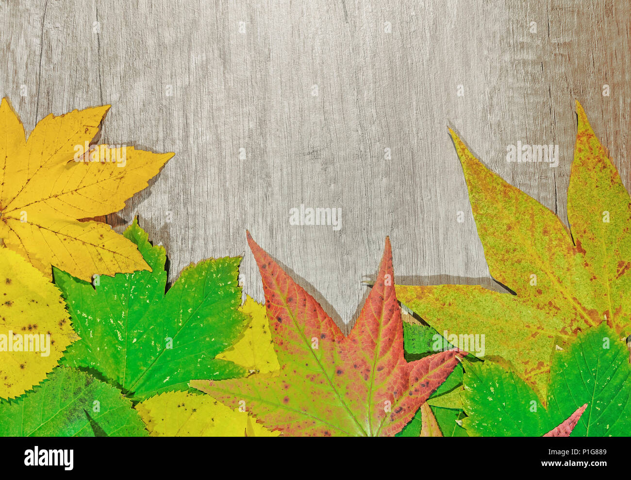 Autumn background with colorful leaves on wooden board Stock Photo - Alamy