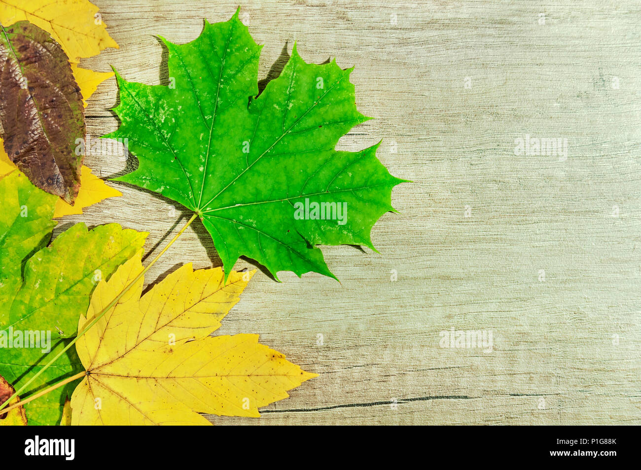 Autumn background with colorful leaves on wooden board Stock Photo - Alamy