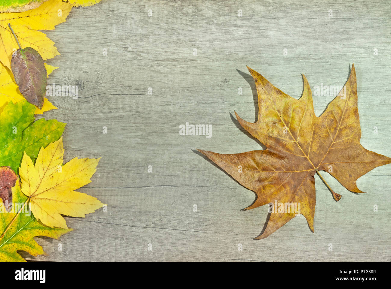 Autumn background with colorful leaves on wooden board Stock Photo - Alamy