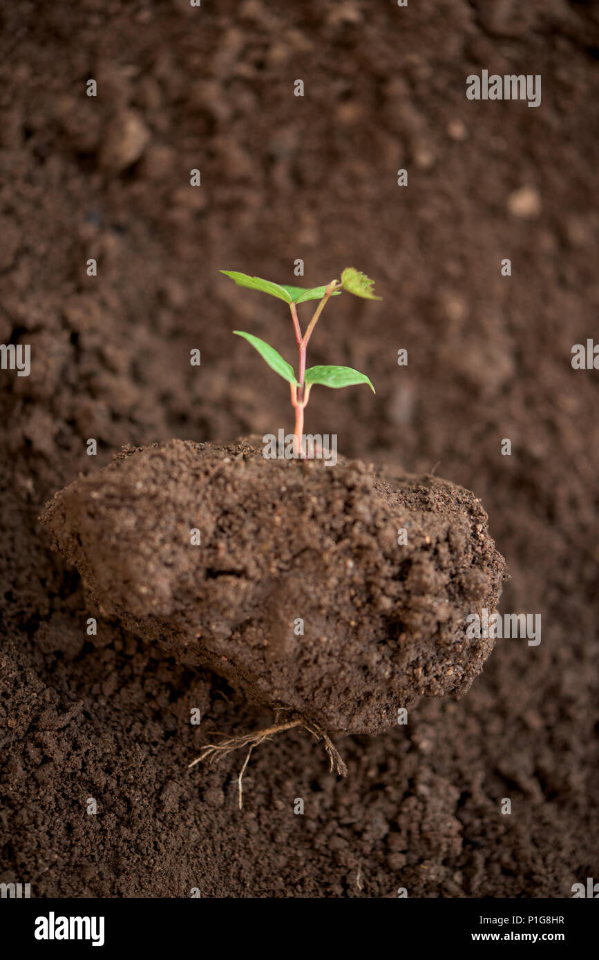 Young tree plant in a soil - leaves, steam, root Stock Photo - Alamy