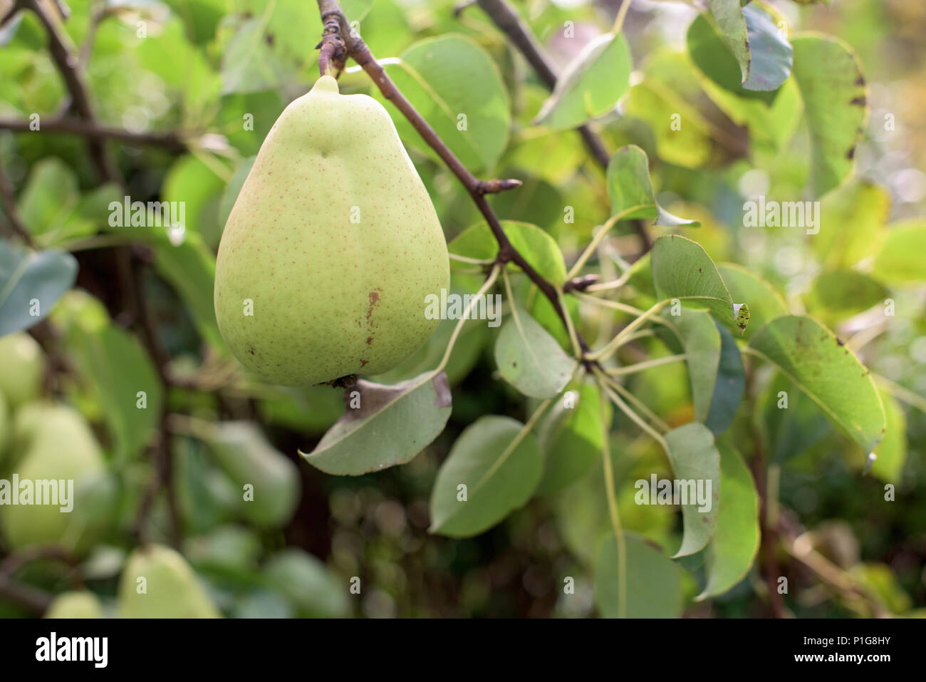 Pear tree container hi-res stock photography and images - Alamy