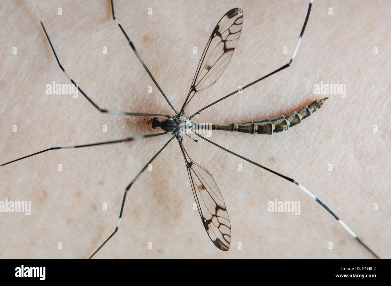 Macro of mosquito on the human skin, Close - up of mosquitoes are sucking blood on the skin ...