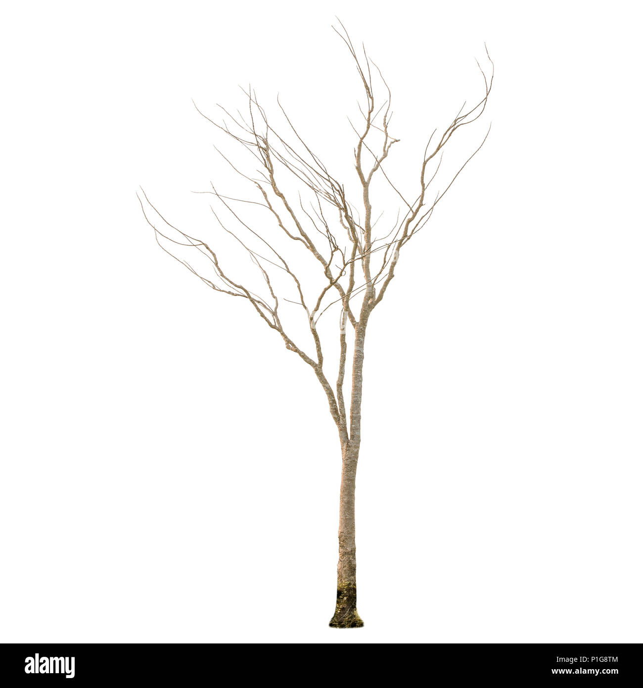 A dry tree shape and Tree branch on white background for isolate the background, A single dead ...