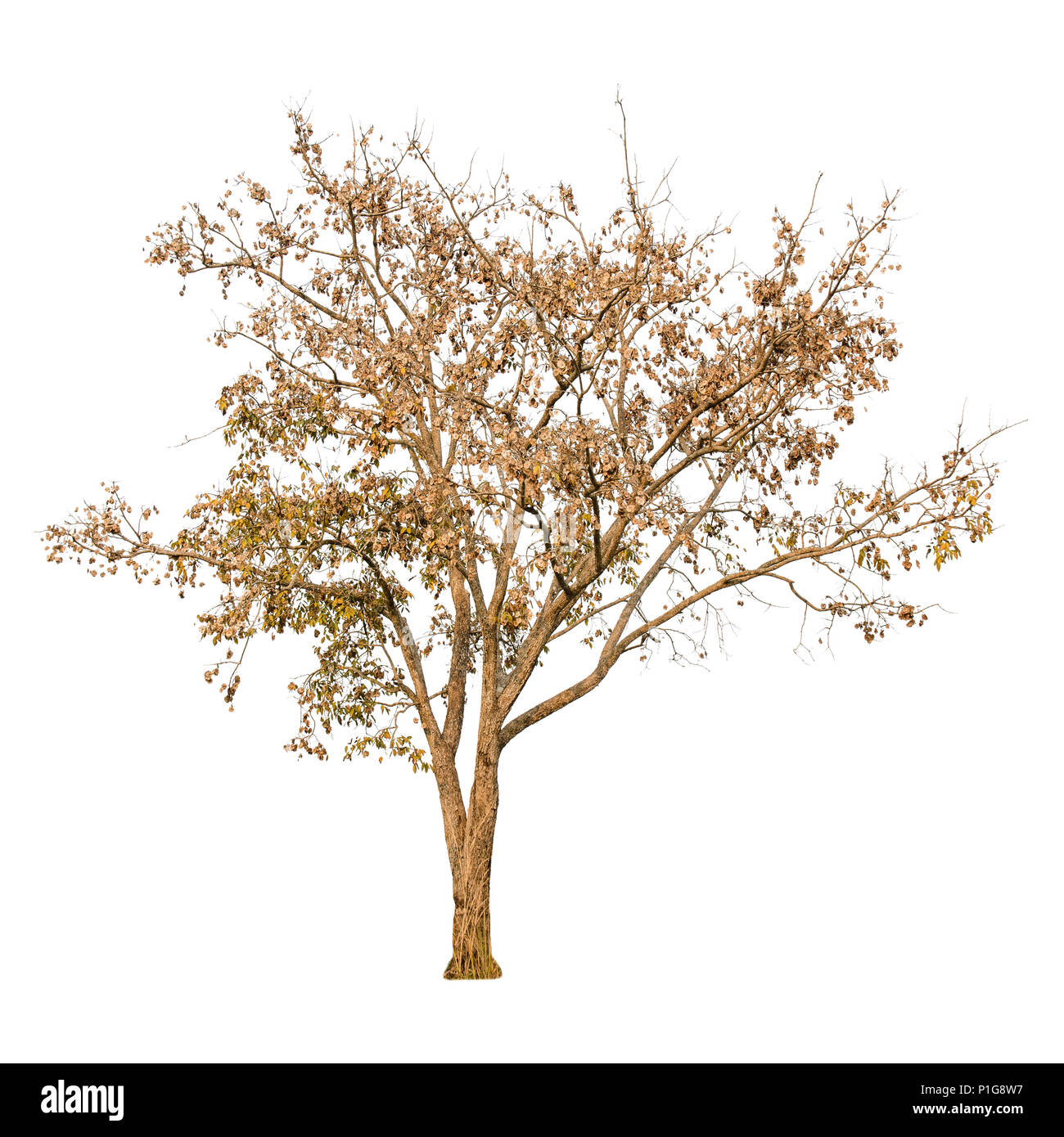 A dry tree shape and Tree branch on white background for isolate the ...