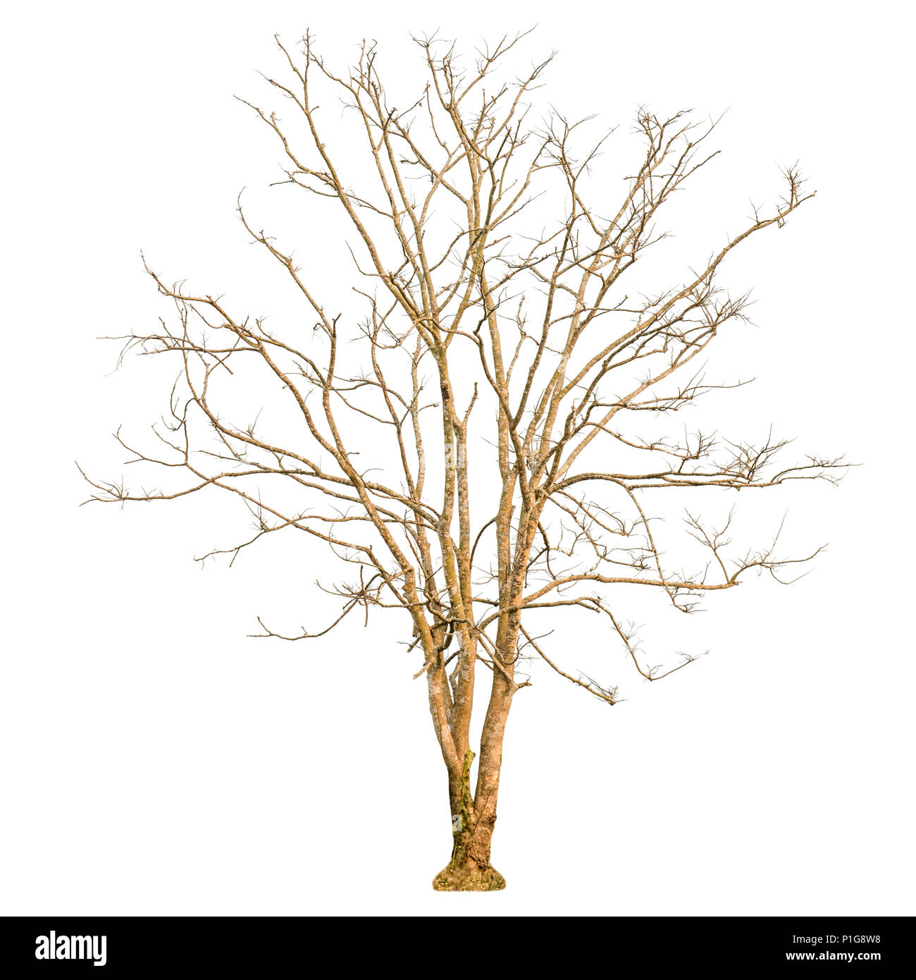 A dry tree shape and Tree branch on white background for isolate the background, A single dead ...