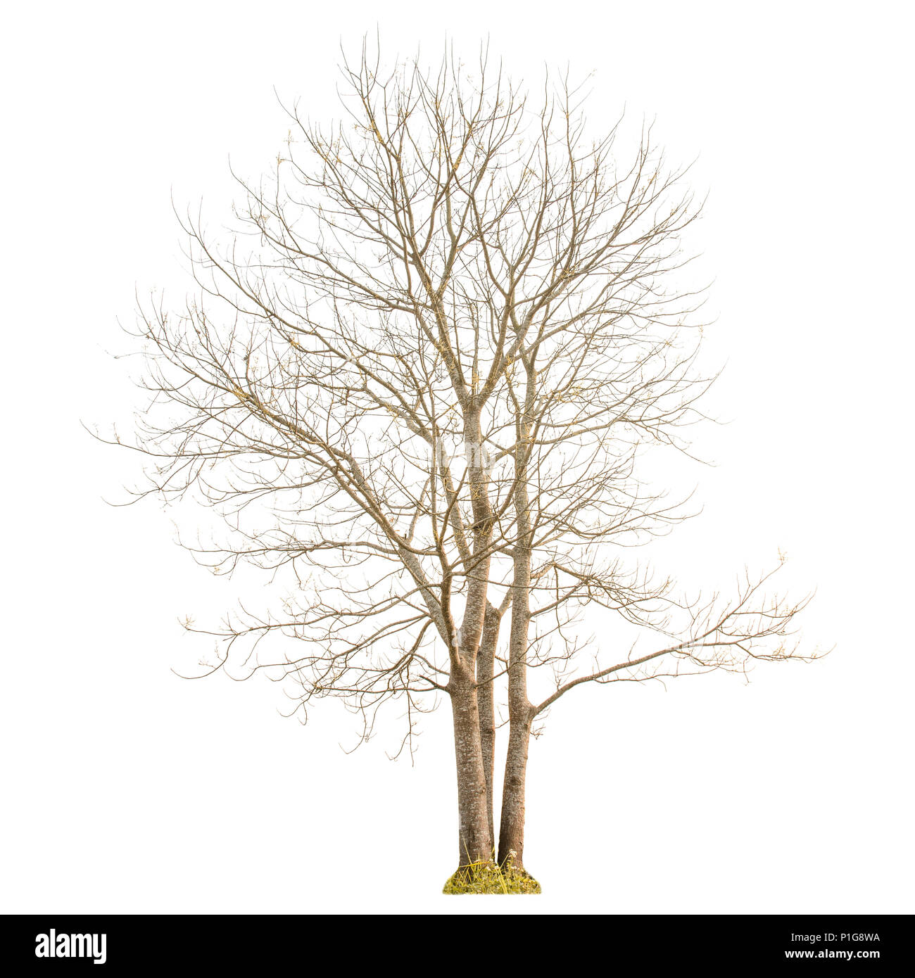 A dry tree shape and Tree branch on white background for isolate the ...