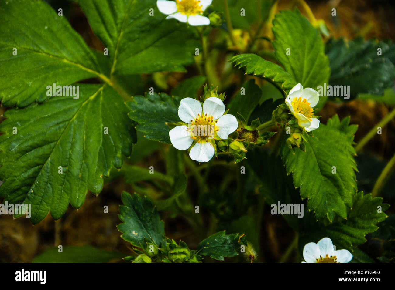 Full blown flower of strawberry hi-res stock photography and images - Alamy
