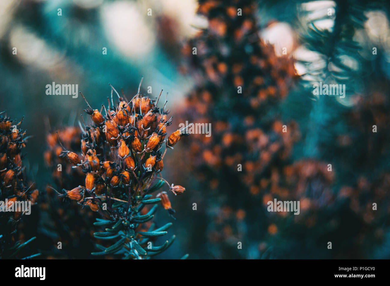 Small brown and dry flowers of erica multiflora in nature Stock Photo ...