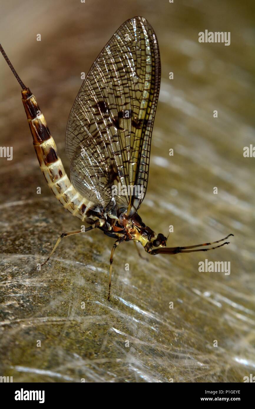 Mosquito - Flying insect Stock Photo - Alamy