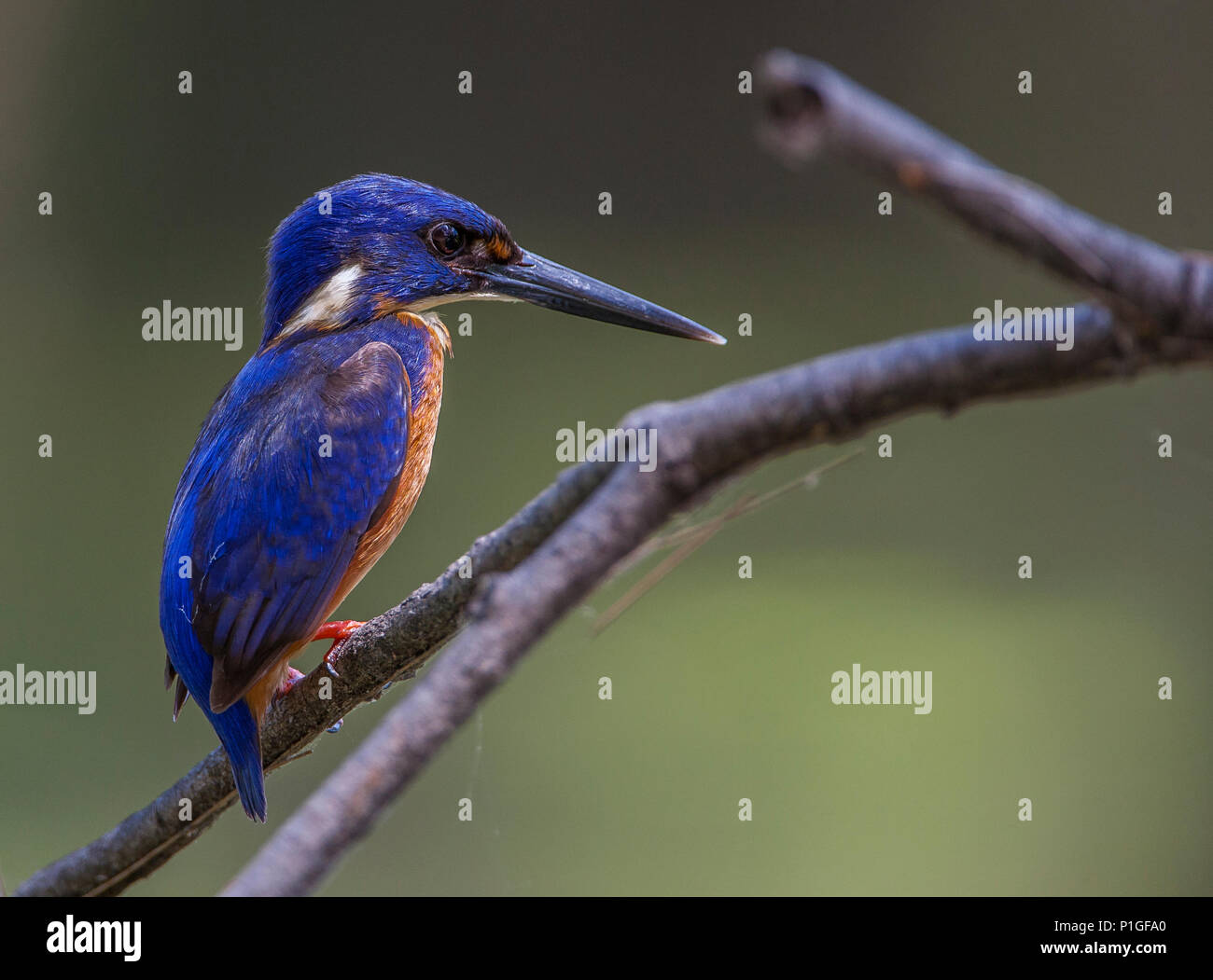 Azure Kingfisher High Resolution Stock Photography and Images - Alamy