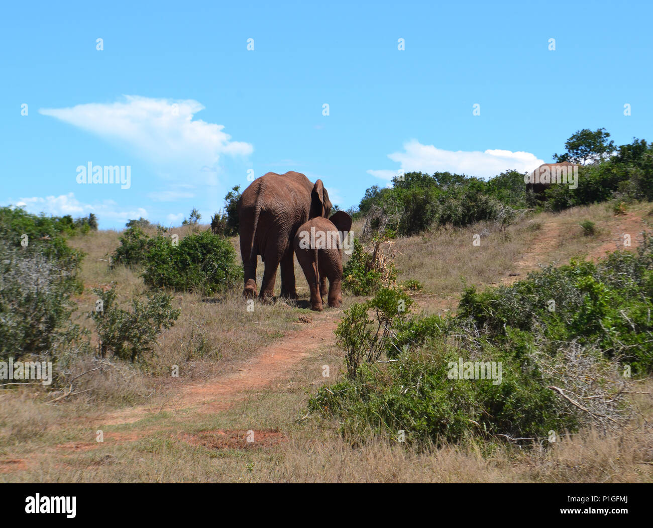 Nelly the elephant hi-res stock photography and images - Alamy