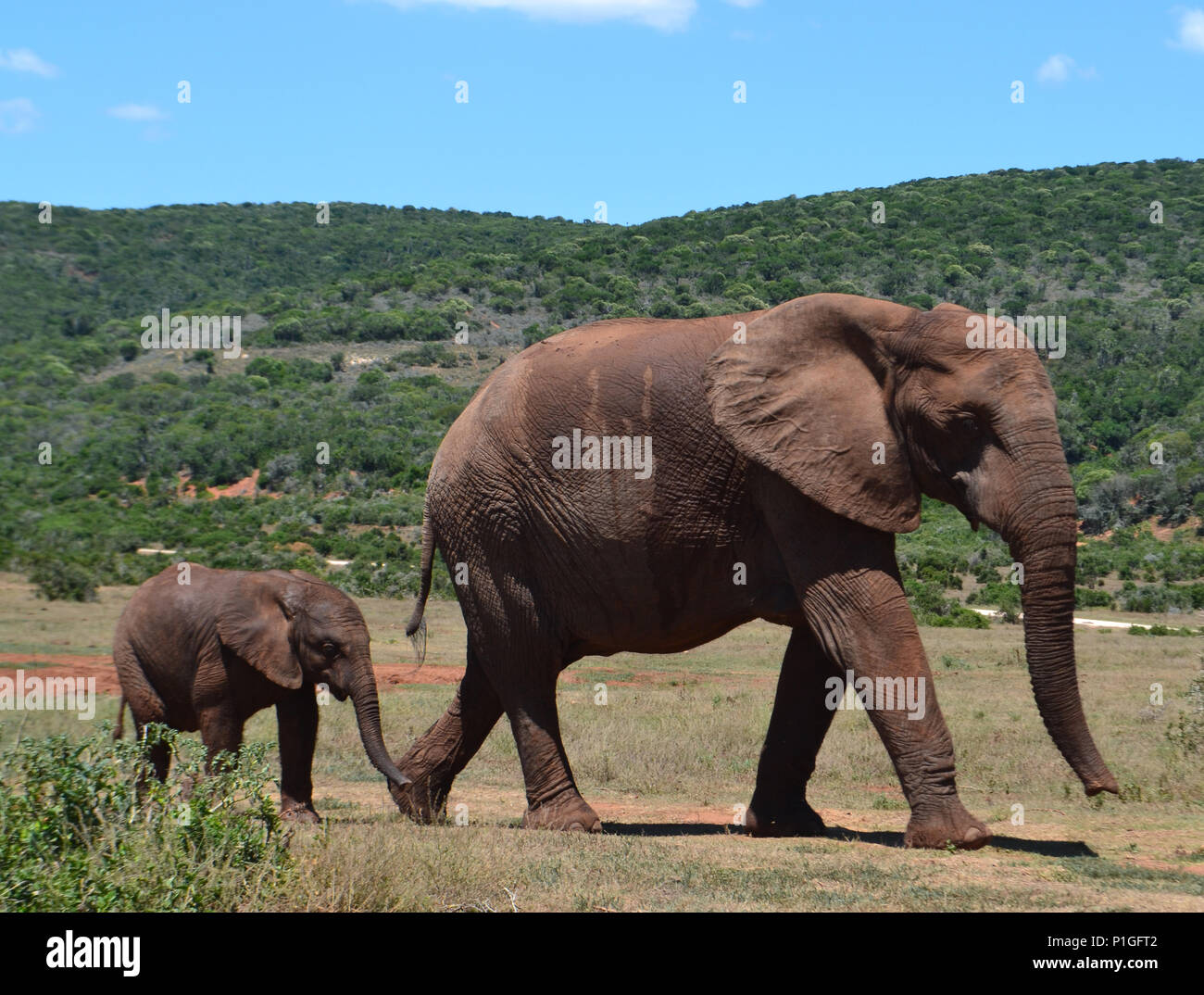Nelly the elephant High Resolution Stock Photography and Images - Alamy