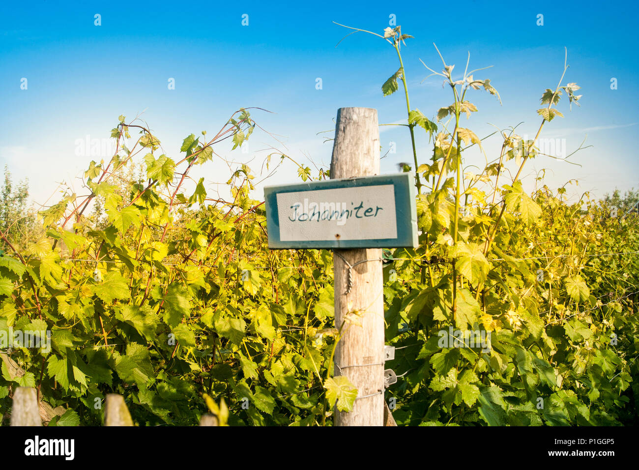Grapeyard hi-res stock photography and images - Alamy