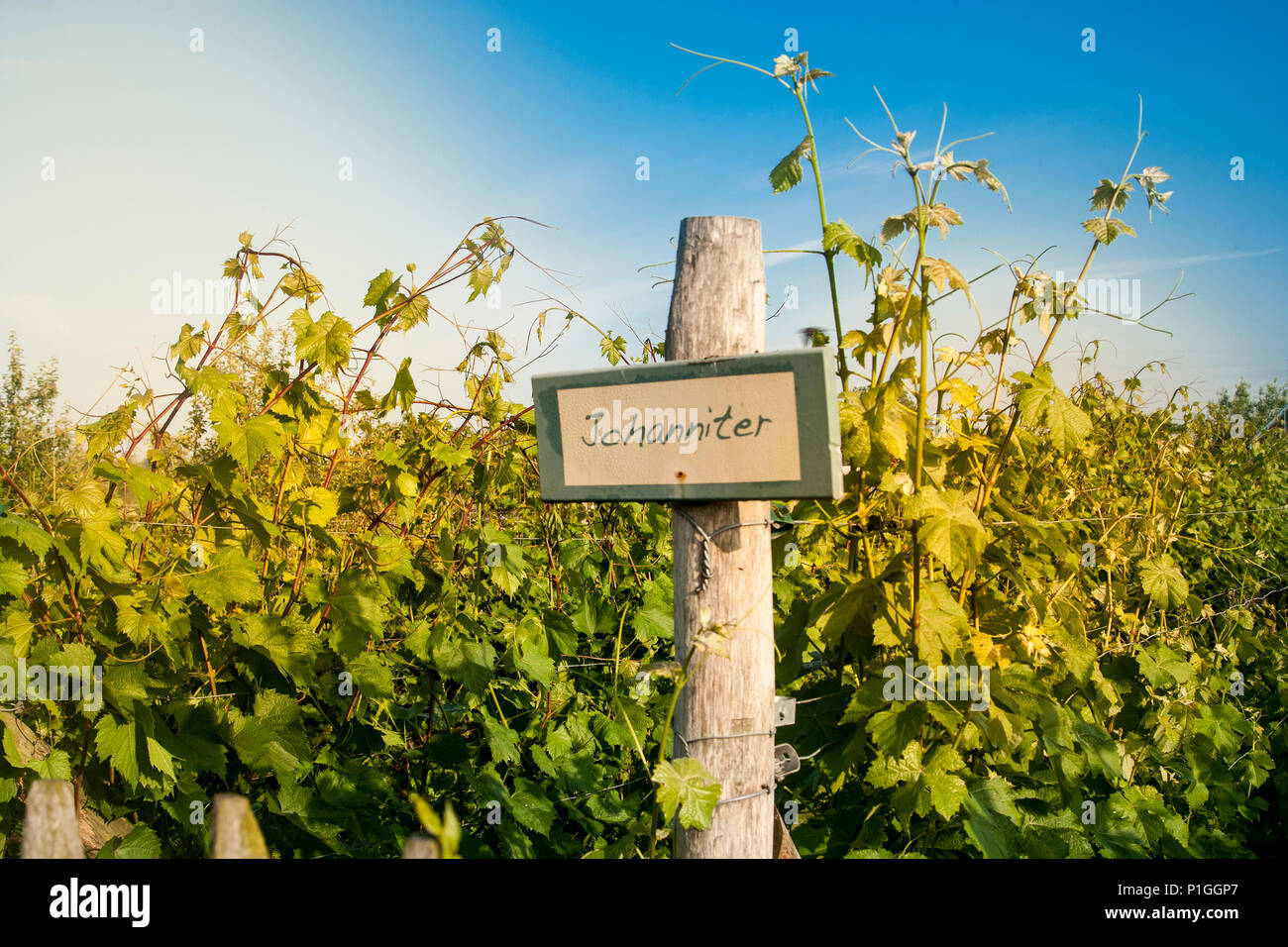 Johanniter hi-res stock photography and images - Alamy