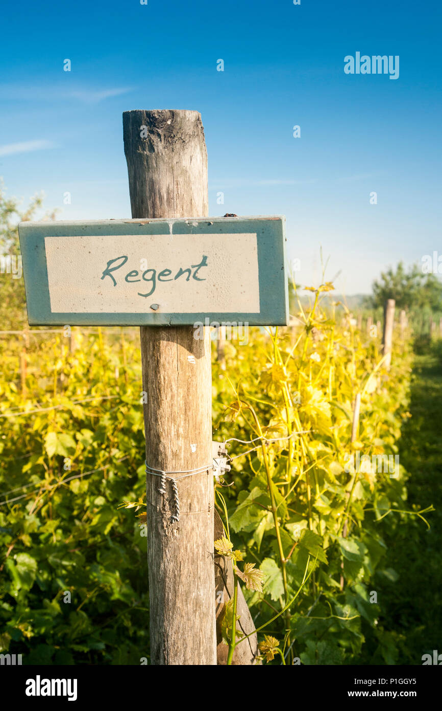 Grapeyard hi-res stock photography and images - Alamy