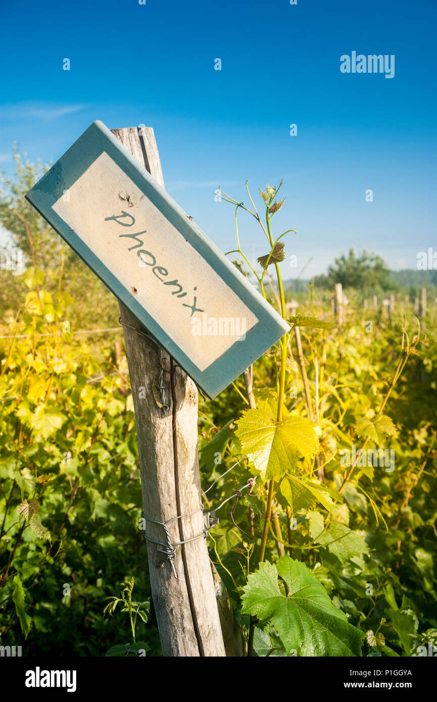 Grape phoenix hi-res stock photography and images - Alamy