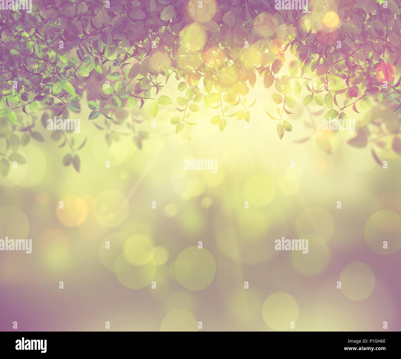 3D render of the sun shining through leaves with a retro effect Stock ...