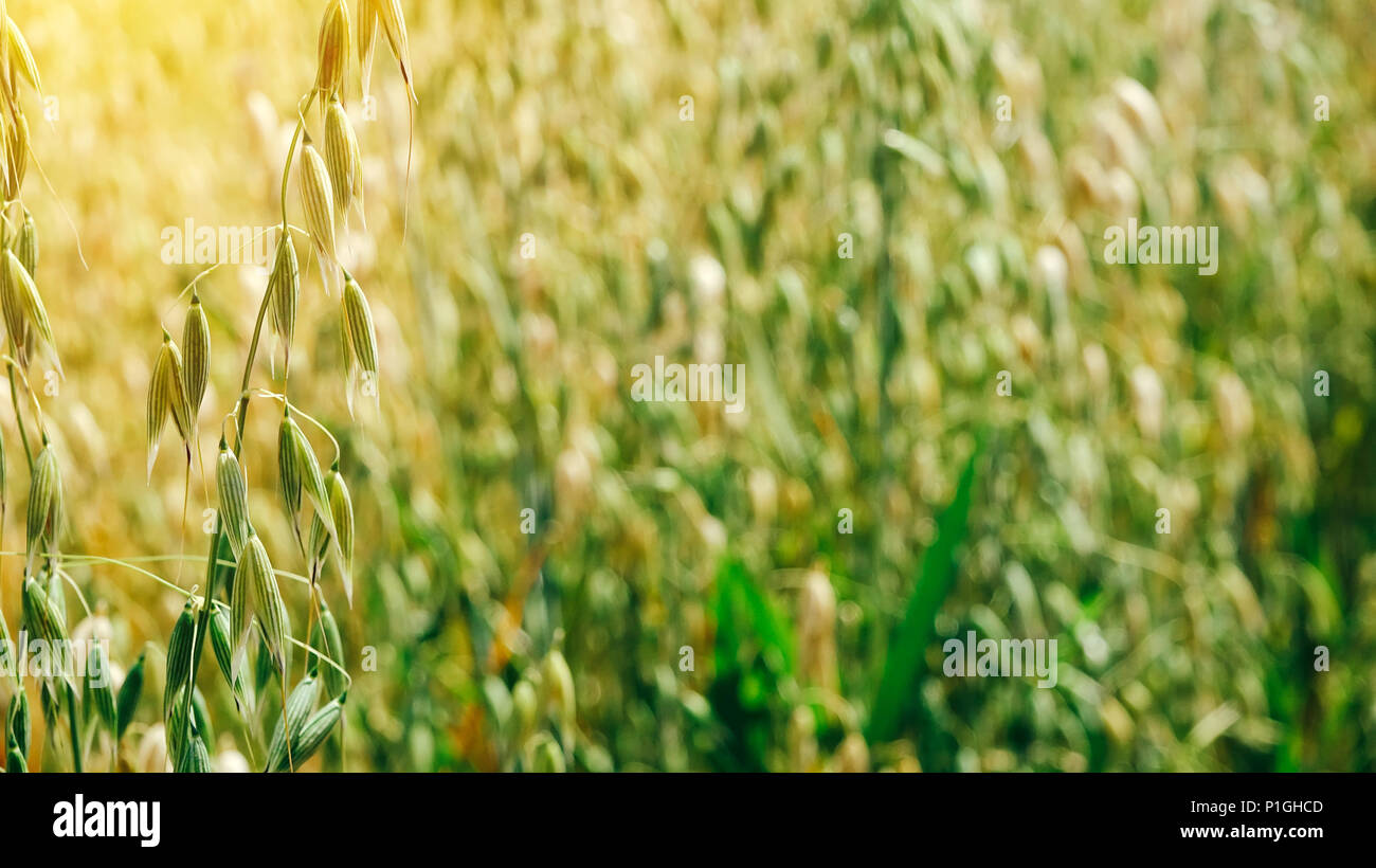 Growing oats hi-res stock photography and images - Alamy
