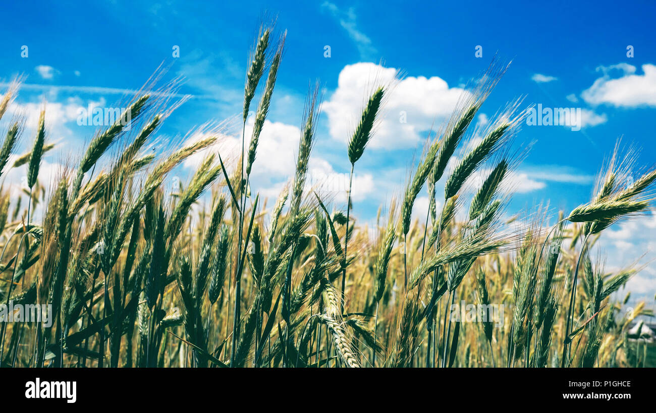 Rye field cereal growing crop hi-res stock photography and images - Alamy