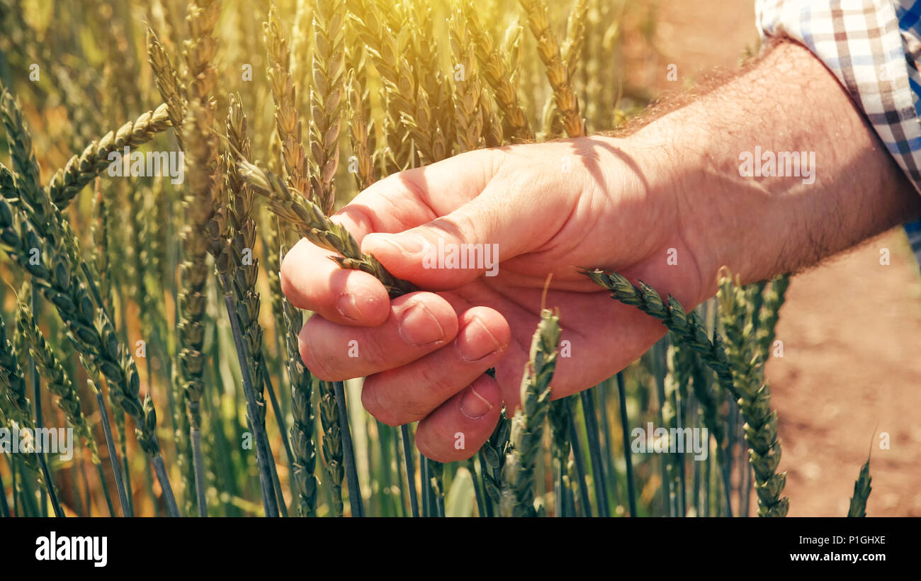 Farmer agronomist touching cultivated green spelt wheat in field during ...