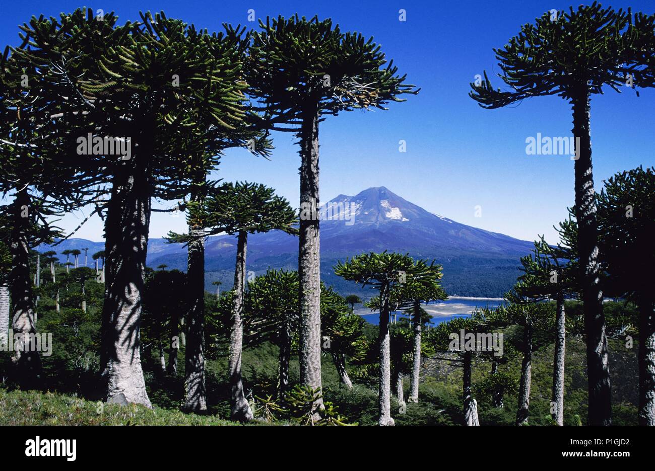 Parque Nacional de Conguillio; bosque de "Araucarias", lago Conguillio ...
