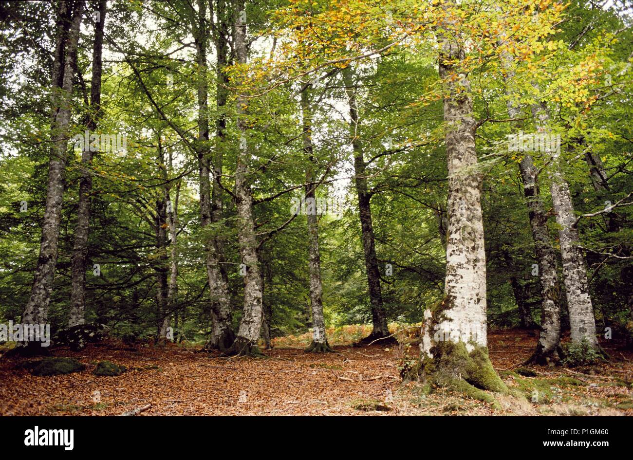 Hayedo españa hi-res stock photography and images - Alamy