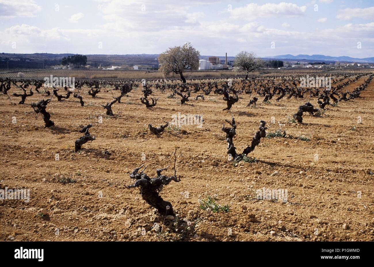 Requena utiel hi-res stock photography and images - Alamy