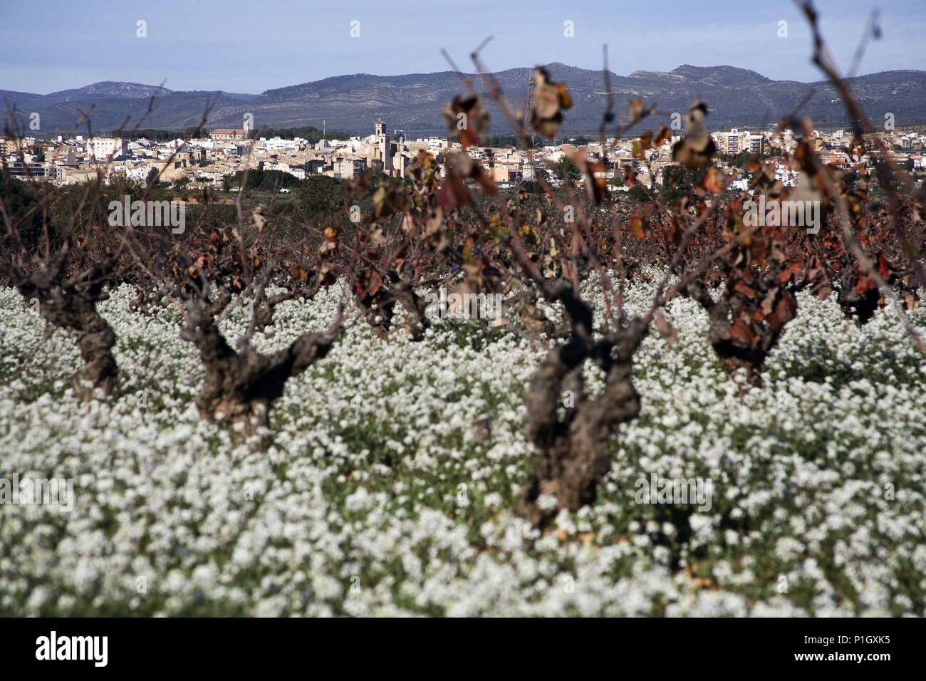 SPAIN - Valencia autonomous region - La Plana de Utiel Requena ...