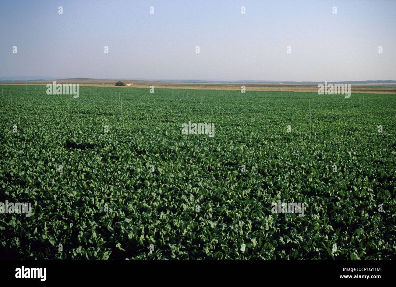 Barrax hi-res stock photography and images - Alamy