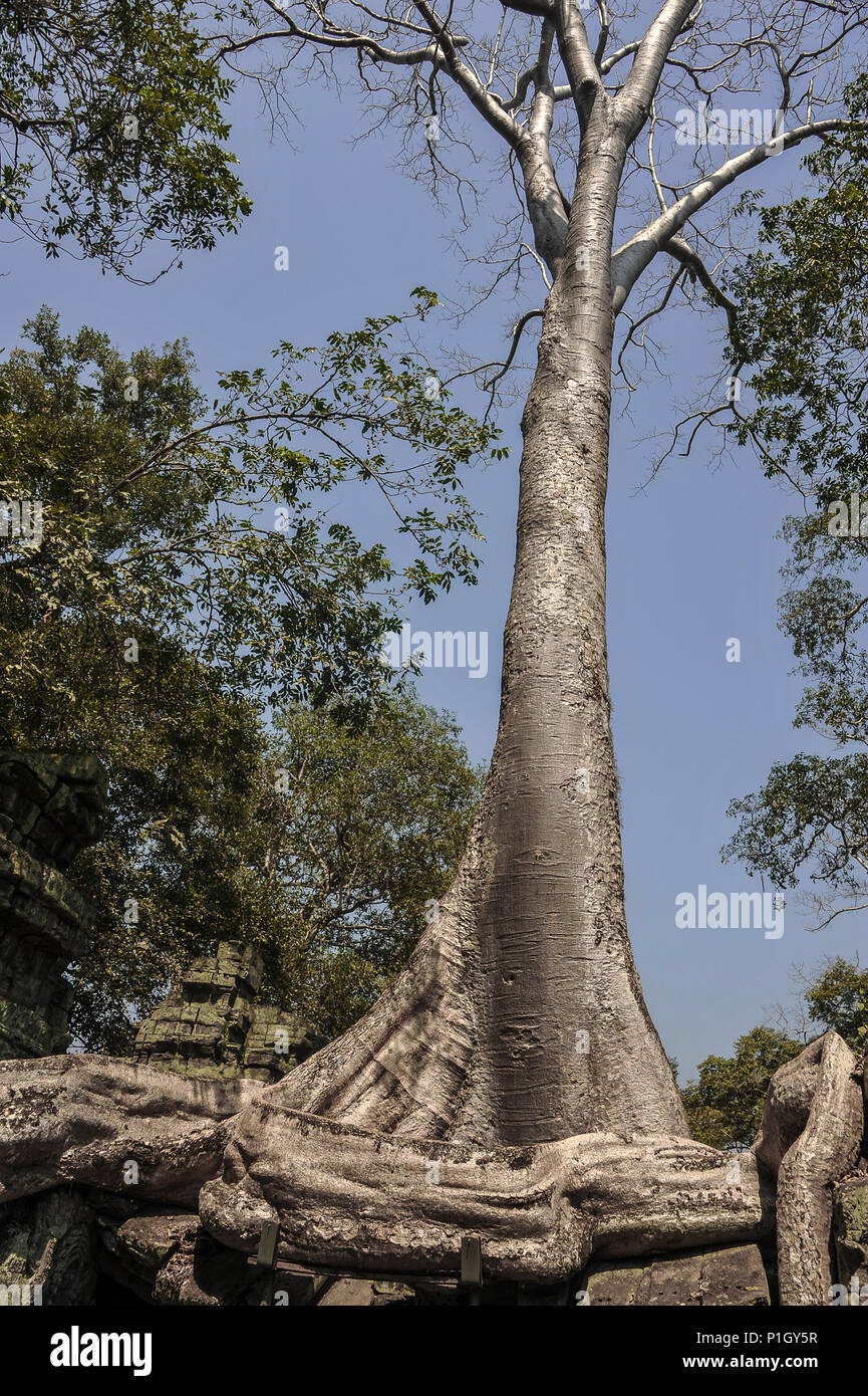 A tall strangler fig stands among the ruins at Ta Prohm temple, Angkor ...