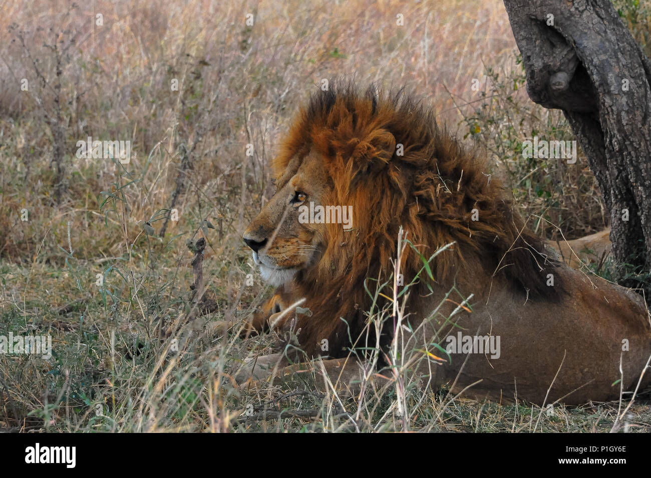 The Serengeti, Africa - Portrait of a young male lion resting under a ...