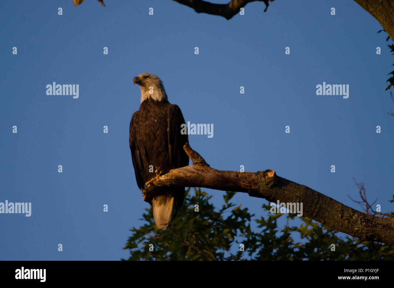 Bald Eagle resting at Sunset Stock Photo - Alamy