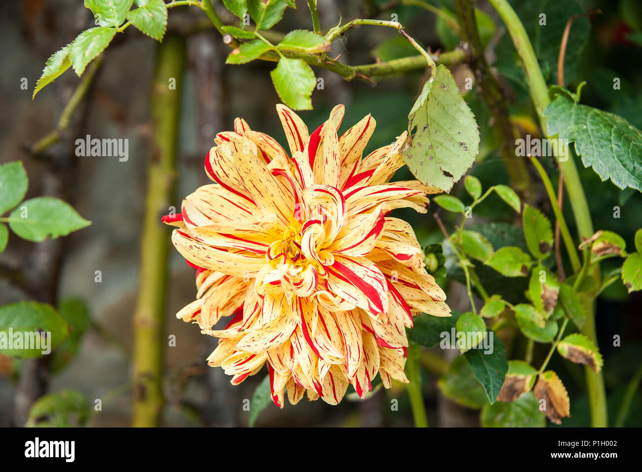 Vulcan god of fire hi-res stock photography and images - Alamy