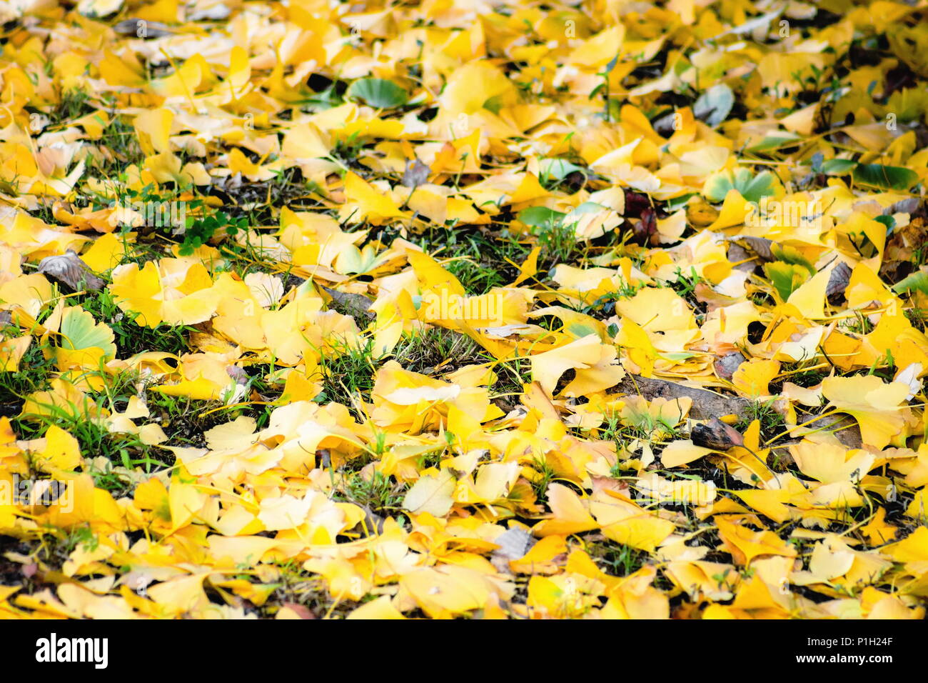 Landscape image of the bright yellow leaf litter of a Gingko Biloba Tree in late fall Stock ...