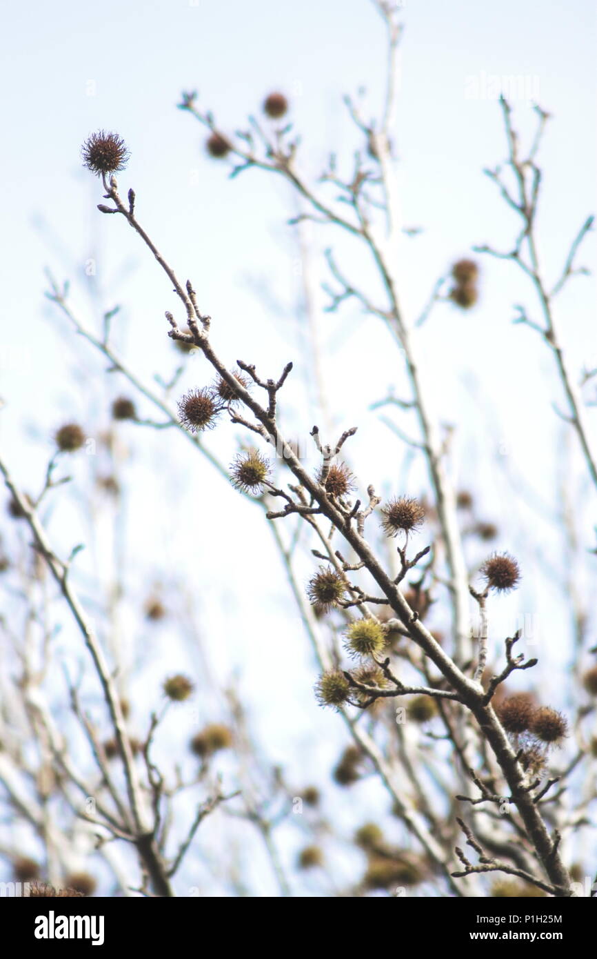 Maple Tree Seed Pods