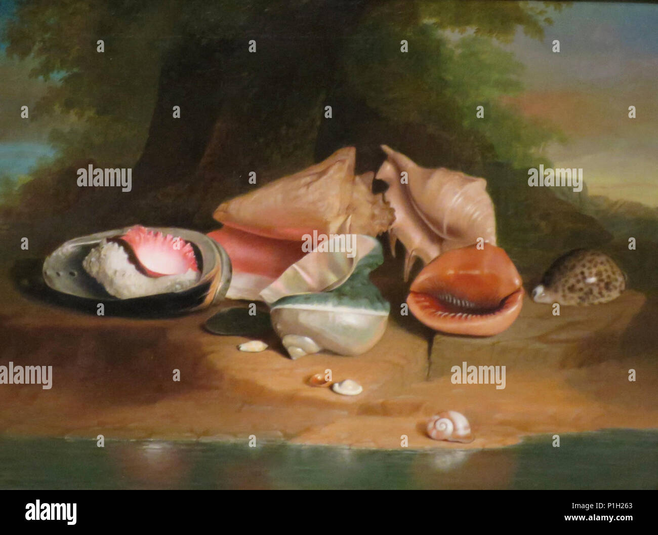 'Still Life with Shells' by Joseph Biays Ord, c. 1840, High Museum ...