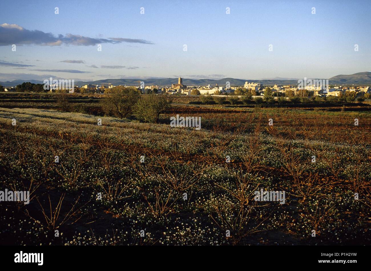 Requena utiel hi-res stock photography and images - Alamy