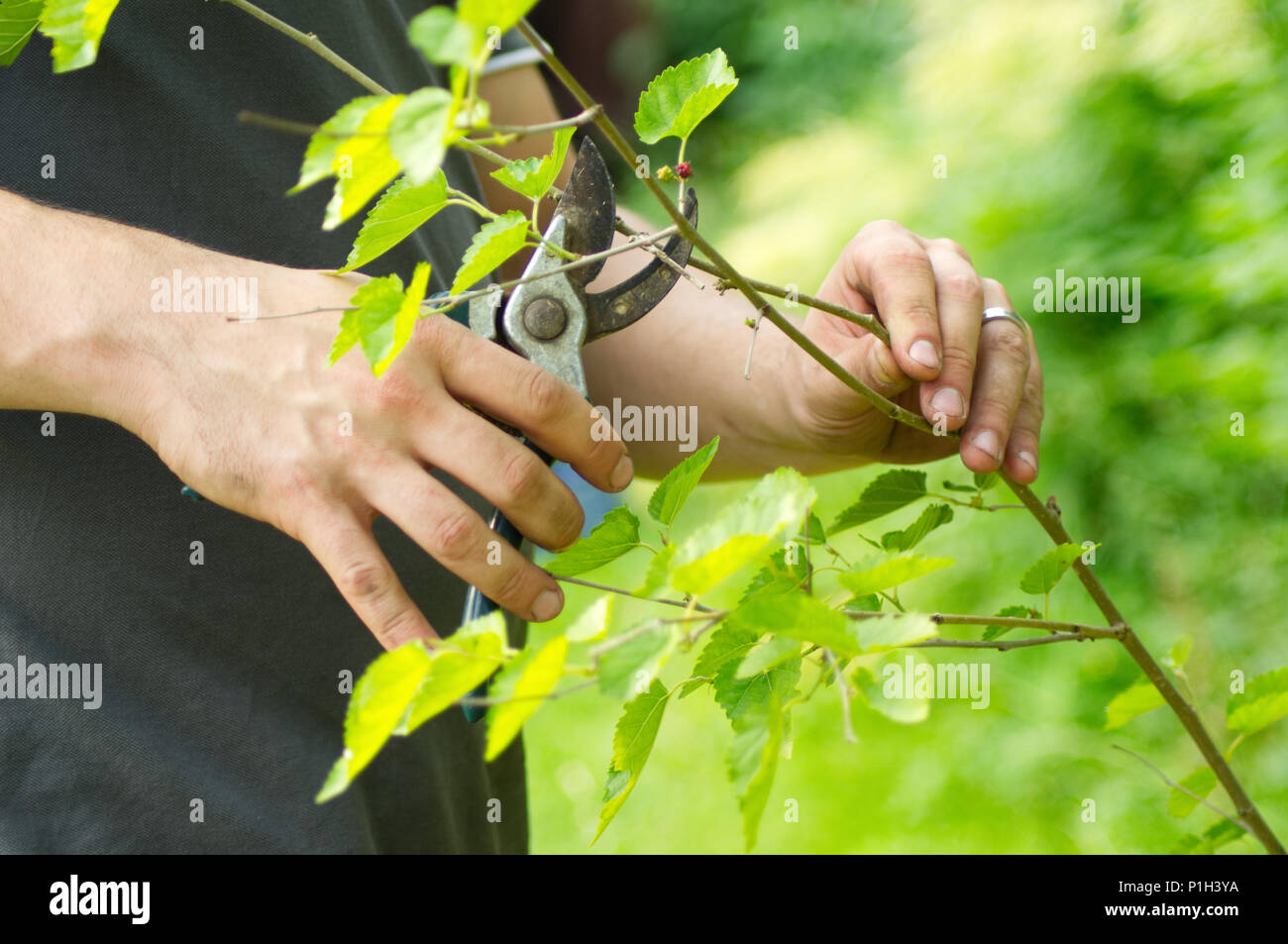 Hands secateurs hi-res stock photography and images - Alamy